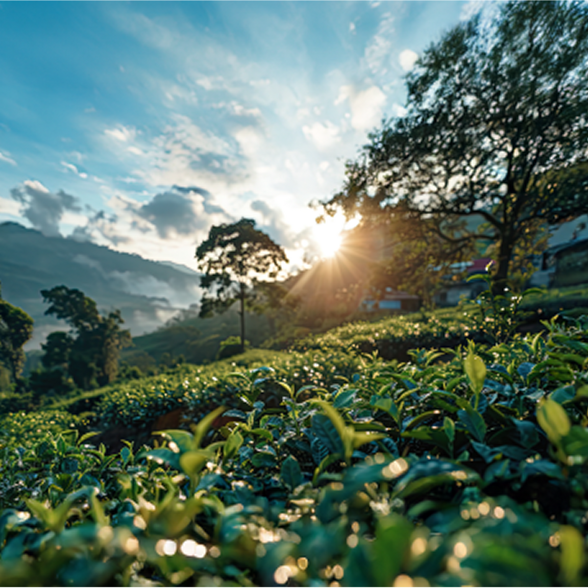Why is our tea sourced from a single estate?